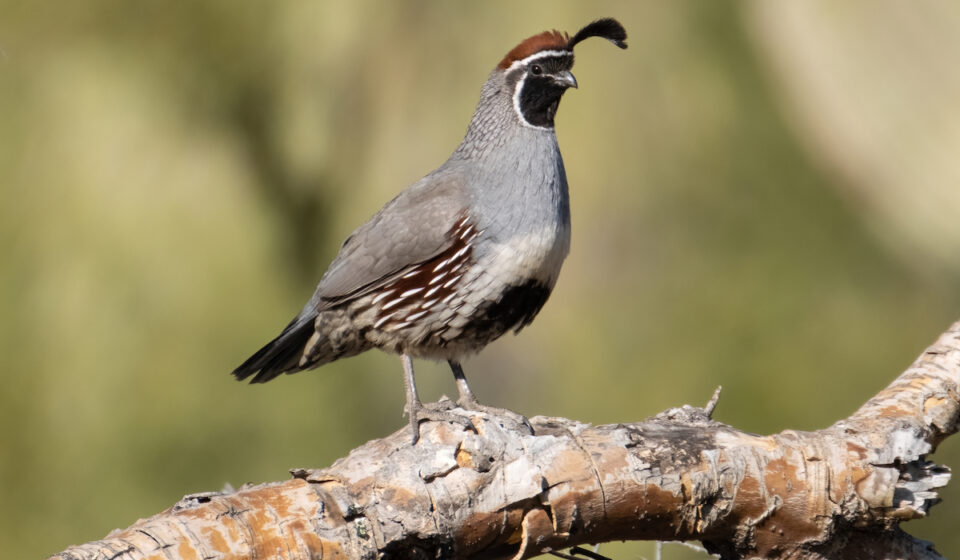 9 Types of Quail You Can Raise on the Farm - Farmhouse Guide