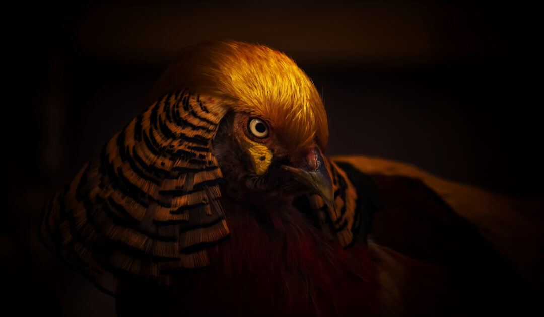 Types of Pheasants - Farmhouse Guide