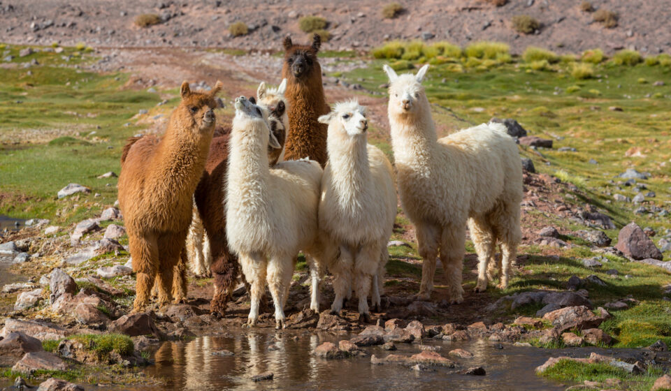 Are Llamas Friendly? - Farmhouse Guide