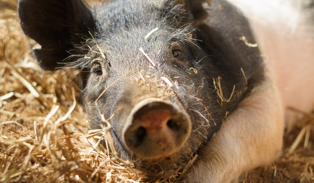 Top 10 Pig Breeds for Beginners - Farmhouse Guide