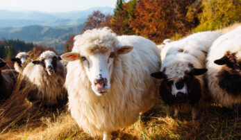 5 Facts About Sheep Hooves (And How to Care For Them) - Farmhouse Guide