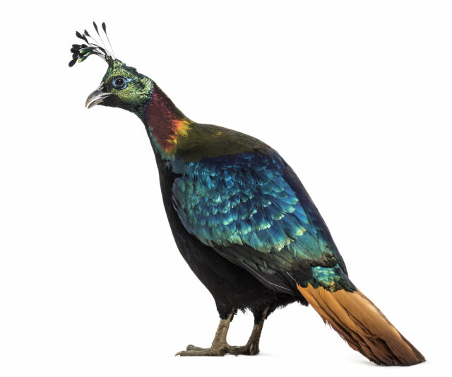 Types of Pheasants - Farmhouse Guide