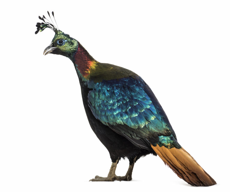 Types of Pheasants - Farmhouse Guide