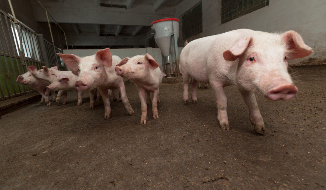 Top 10 Pig Breeds for Beginners - Farmhouse Guide