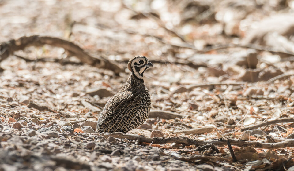 9 Types of Quail You Can Raise on the Farm - Farmhouse Guide