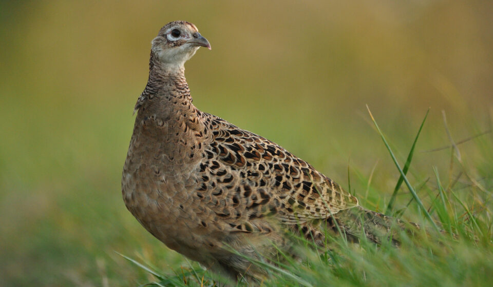 Types of Pheasants - Farmhouse Guide