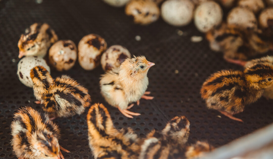 How to Raise Quail Chicks – The Ultimate Guide - Farmhouse Guide