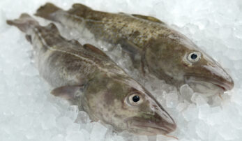 25 Types of Edible Fish - Farmhouse Guide
