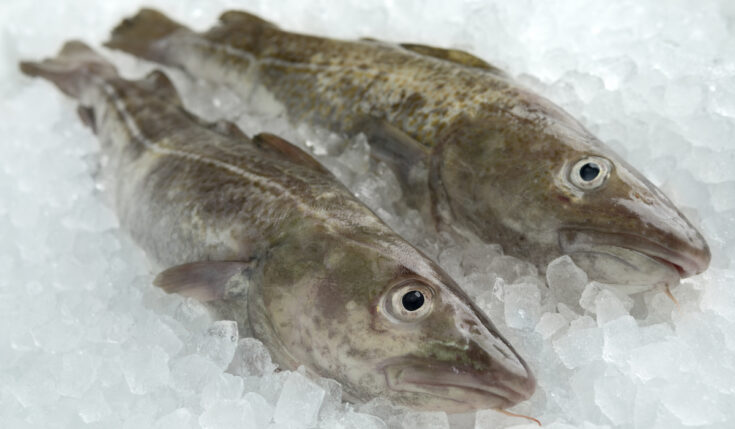 25 Types of Edible Fish - Farmhouse Guide