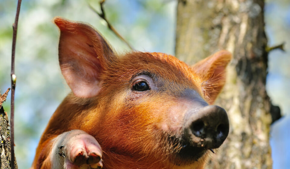 Top 10 Pig Breeds for Beginners - Farmhouse Guide