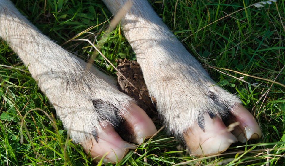 5 Facts About Sheep Hooves (And How to Care For Them) - Farmhouse Guide
