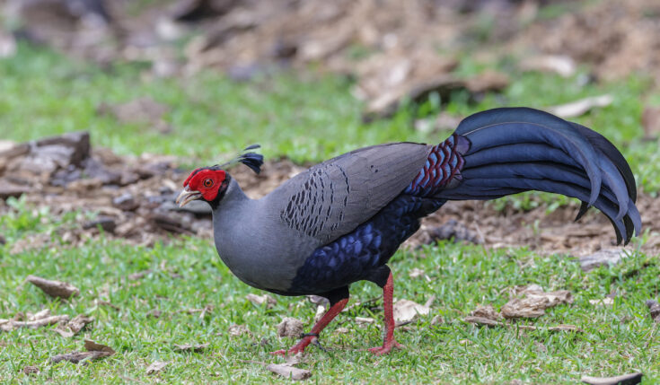 Types of Pheasants - Farmhouse Guide