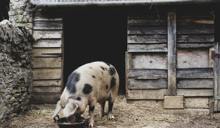 Top 10 Pig Breeds for Beginners - Farmhouse Guide