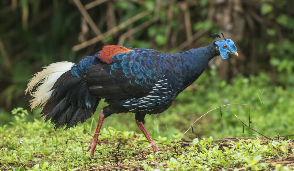 Types of Pheasants - Farmhouse Guide