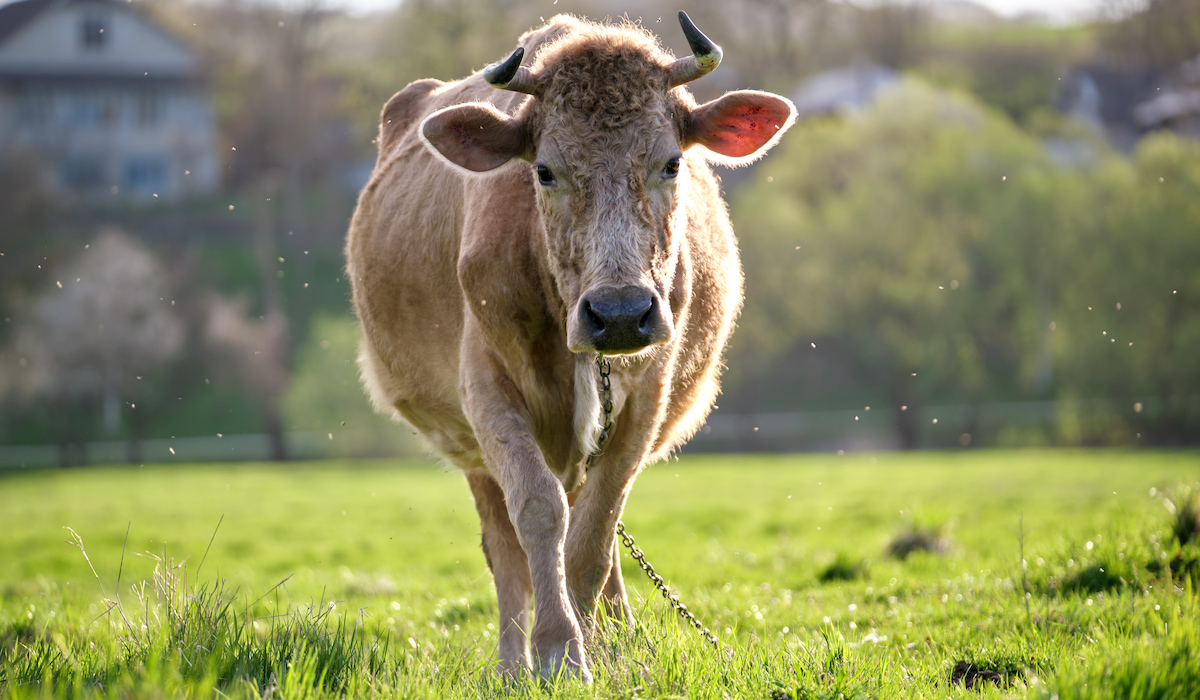 9 Brown Cow Breeds - Farmhouse Guide