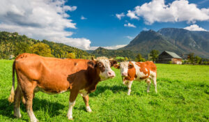 9 Brown Cow Breeds - Farmhouse Guide