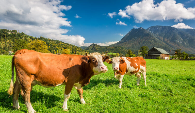 9 Brown Cow Breeds - Farmhouse Guide