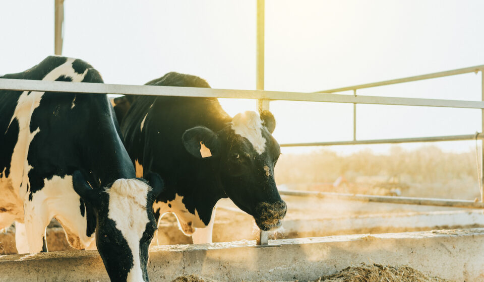 7 Black and White Cow Breeds - Farmhouse Guide