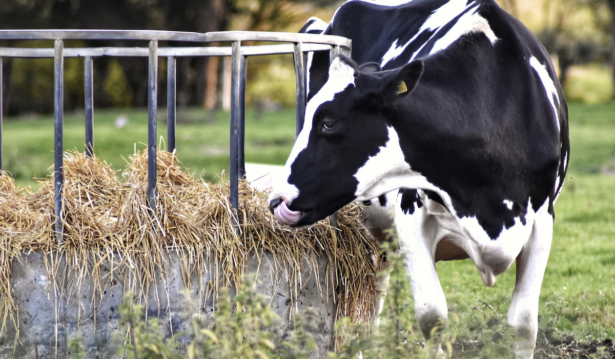 7 Black and White Cow Breeds - Farmhouse Guide