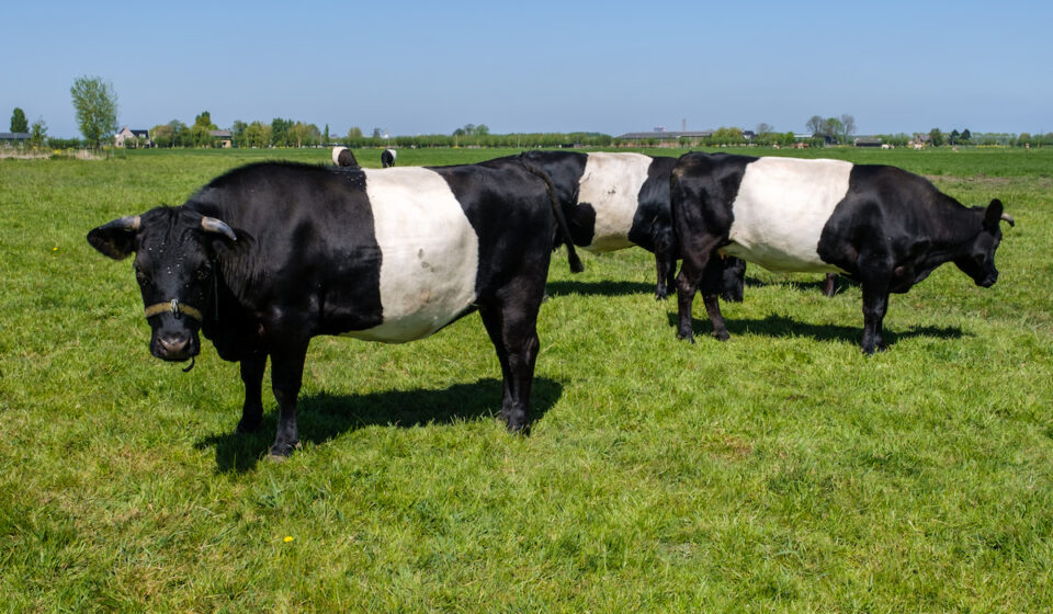7 Black and White Cow Breeds - Farmhouse Guide