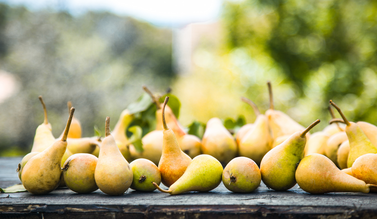 Can Goats Eat Pears? - Farmhouse Guide