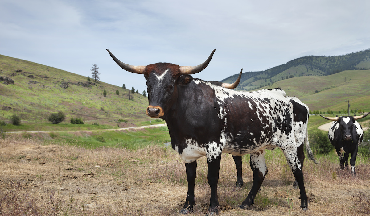 7 Black and White Cow Breeds - Farmhouse Guide