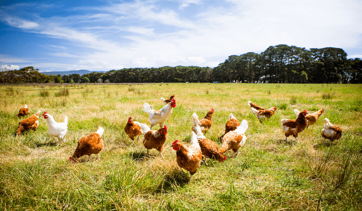 101+ Chicken Farm Name Ideas (that make sense) - Farmhouse Guide 101+ Chicken Farm Name Ideas (that make sense) - Farmhouse Guide