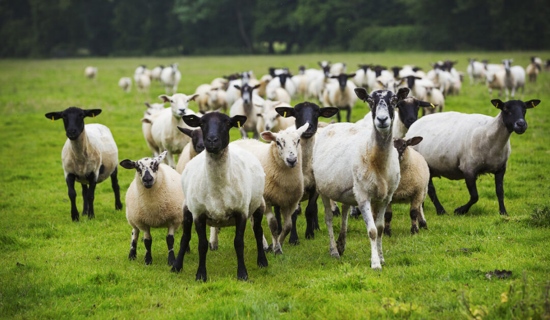 How Much Do Sheep Cost? - Farmhouse Guide