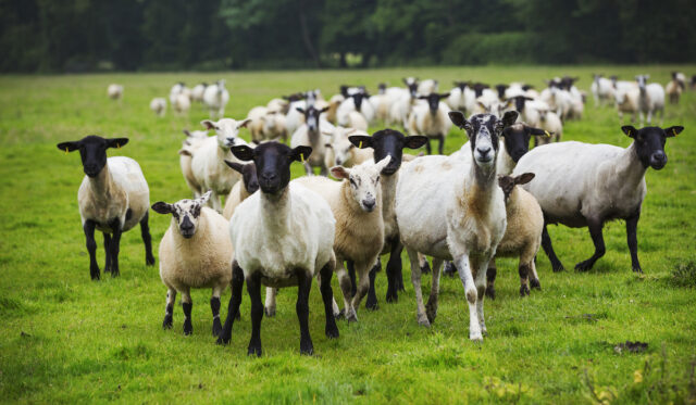 How Much Do Sheep Cost? - Farmhouse Guide