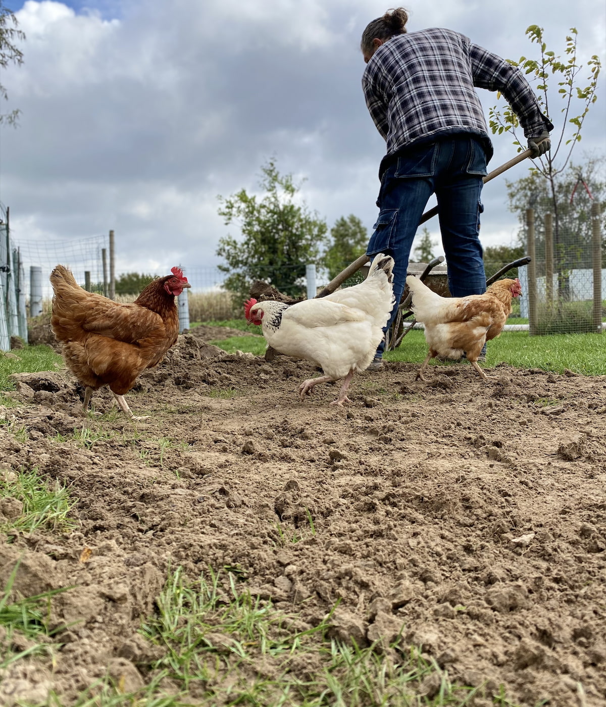 Ultimate Guide to Raising Chickens - Farmhouse Guide