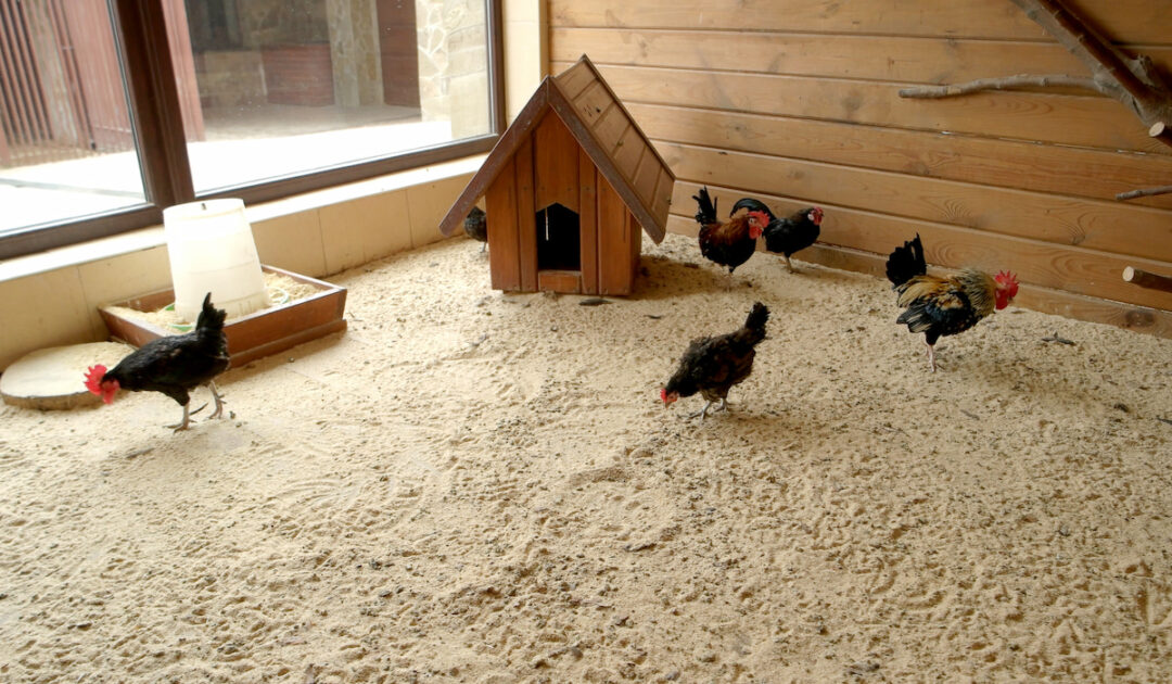 Ultimate Guide to Raising Chickens - Farmhouse Guide