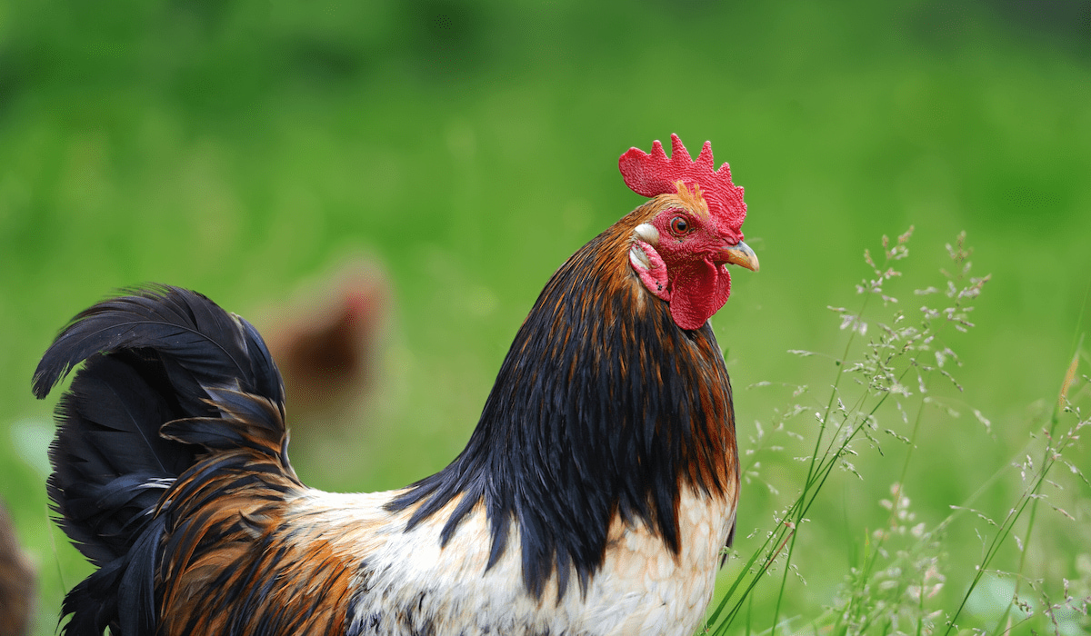 101+ Chicken Farm Name Ideas (that make sense) - Farmhouse Guide