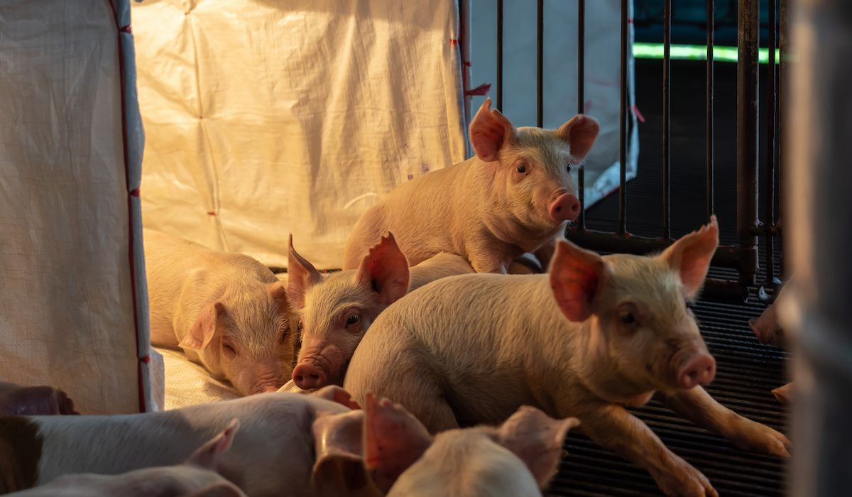 How Much Do Pigs Cost? - Farmhouse Guide