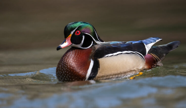 13 Ducks (and Other Birds) With Red Beaks - Farmhouse Guide