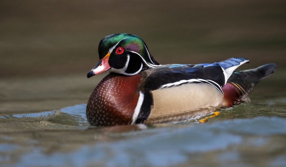 13 Ducks (and Other Birds) With Red Beaks - Farmhouse Guide