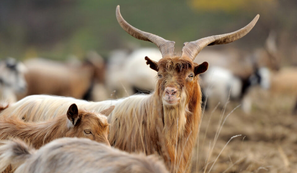 13 Most Common Goat Breeds in America - Farmhouse Guide