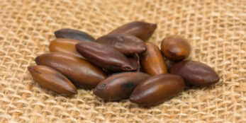 21 Types of Edible Nuts - Farmhouse Guide