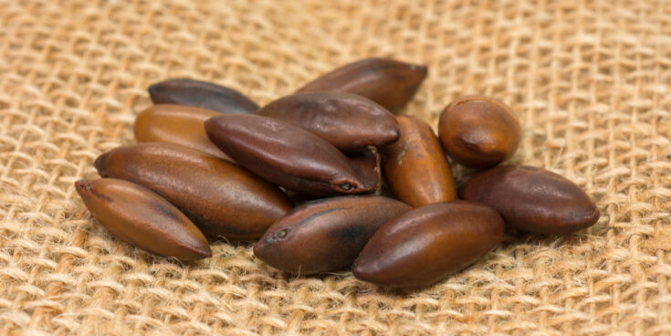 21 Types of Edible Nuts - Farmhouse Guide