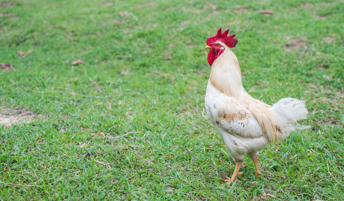 8 Beautiful White Chicken Breeds - Farmhouse Guide