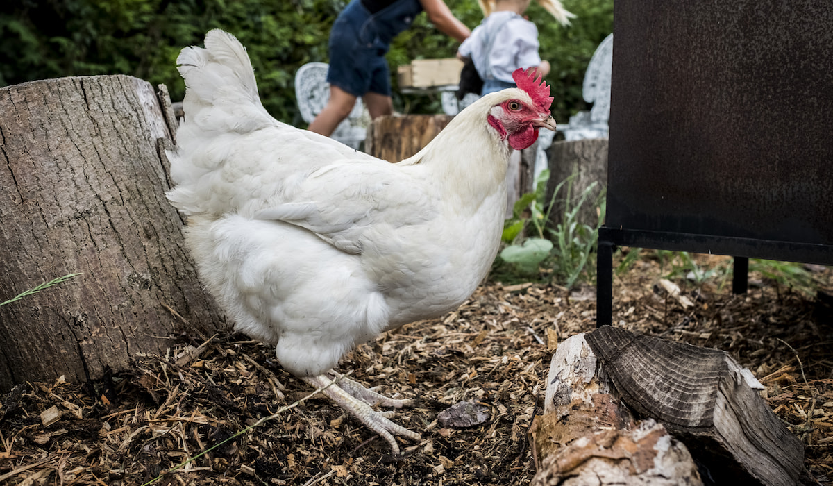 8 Beautiful White Chicken Breeds - Farmhouse Guide