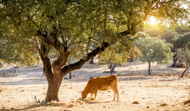 Do Cows Get Sunburned and Four Tips for Giving Your Cattle Shelter ...