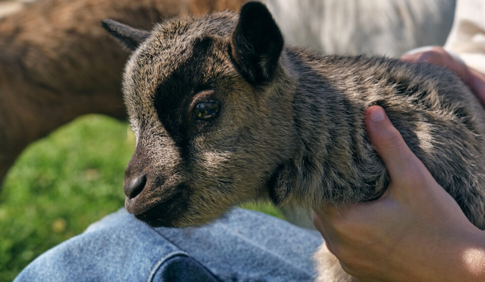 13 Most Common Goat Breeds in America - Farmhouse Guide