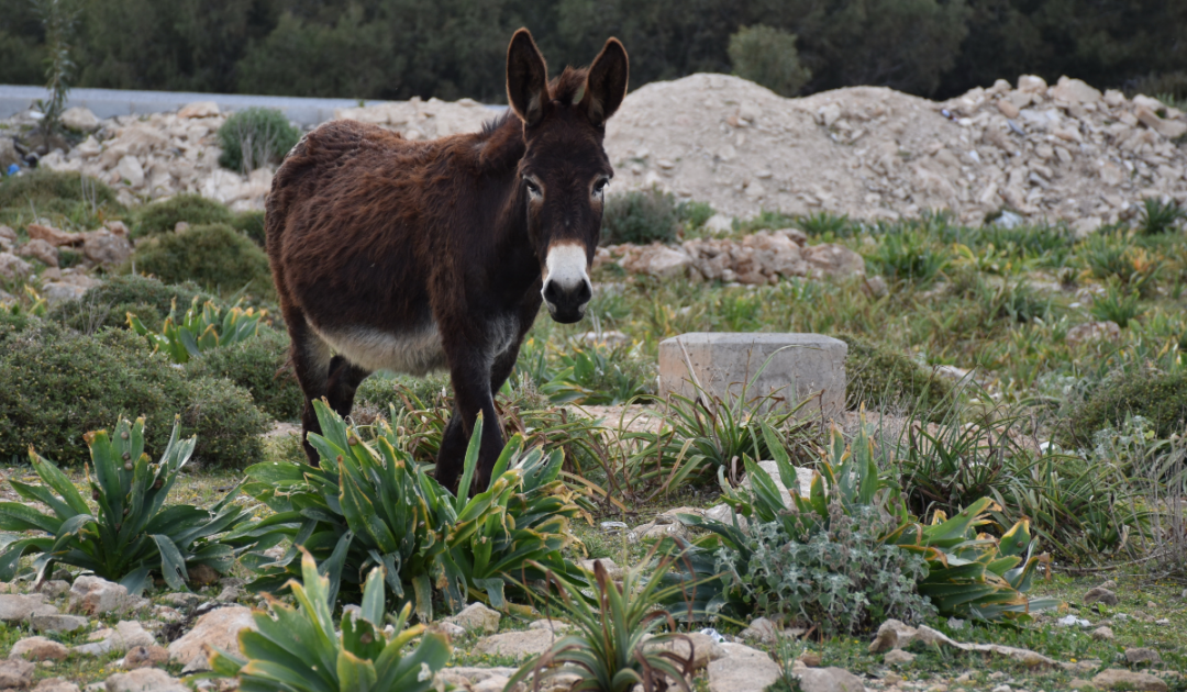 13 Signs a Donkey Is Pregnant - Farmhouse Guide
