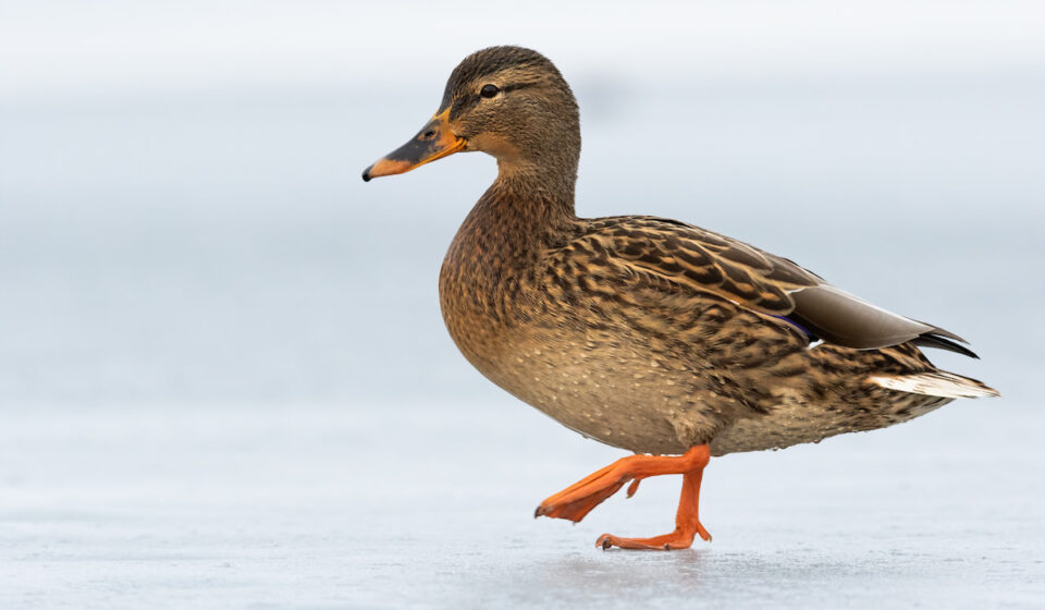 7 Ways to Tell if Your Duck Is Cold (and What to Do About It ...