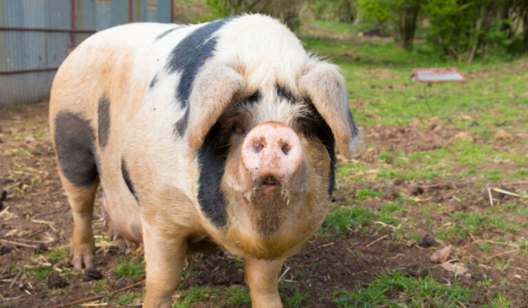 16 Best Tasting Pig Breeds - Farmhouse Guide
