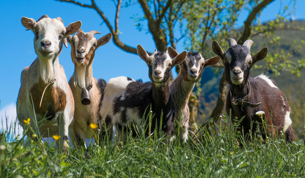 13 Most Common Goat Breeds in America - Farmhouse Guide