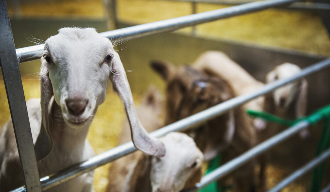 13 Most Common Goat Breeds in America - Farmhouse Guide