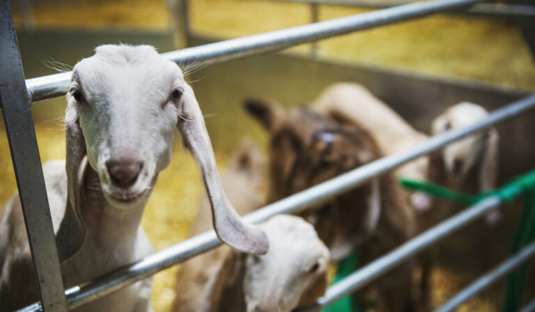 13 Most Common Goat Breeds in America - Farmhouse Guide