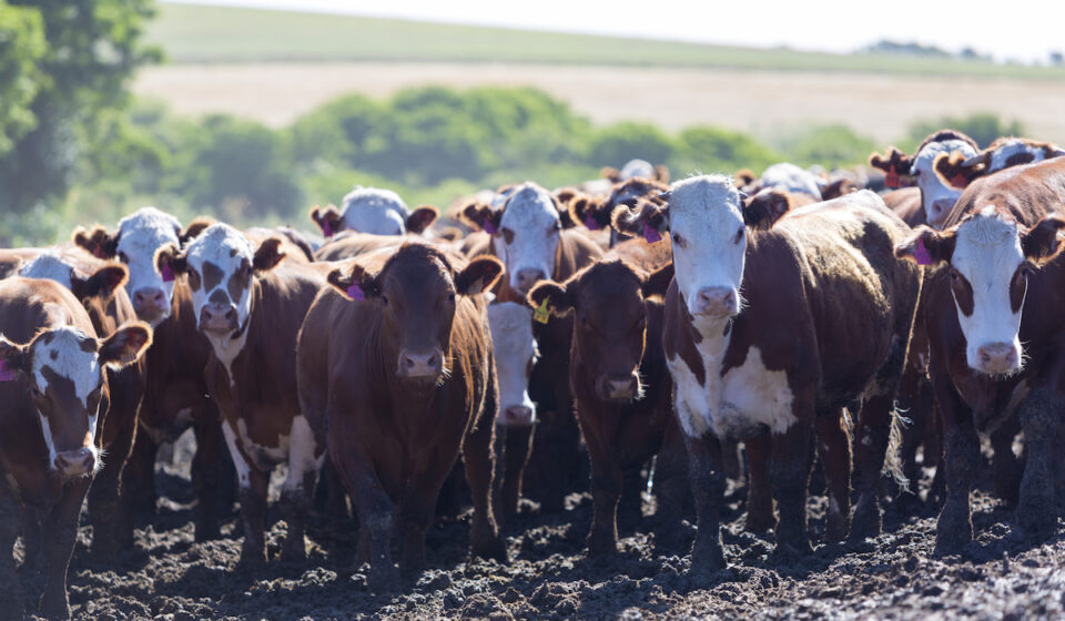 Why Cows Huddle Together and Other Cow Behaviors Explained - Farmhouse ...