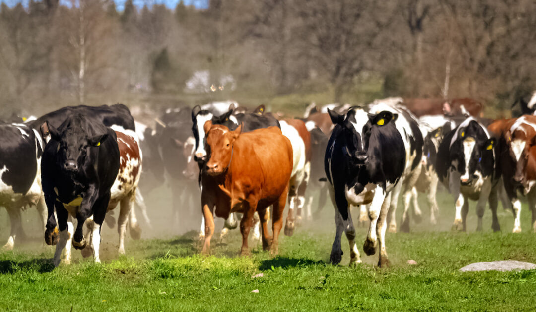 Do You Run Faster Than a Cow? - Farmhouse Guide